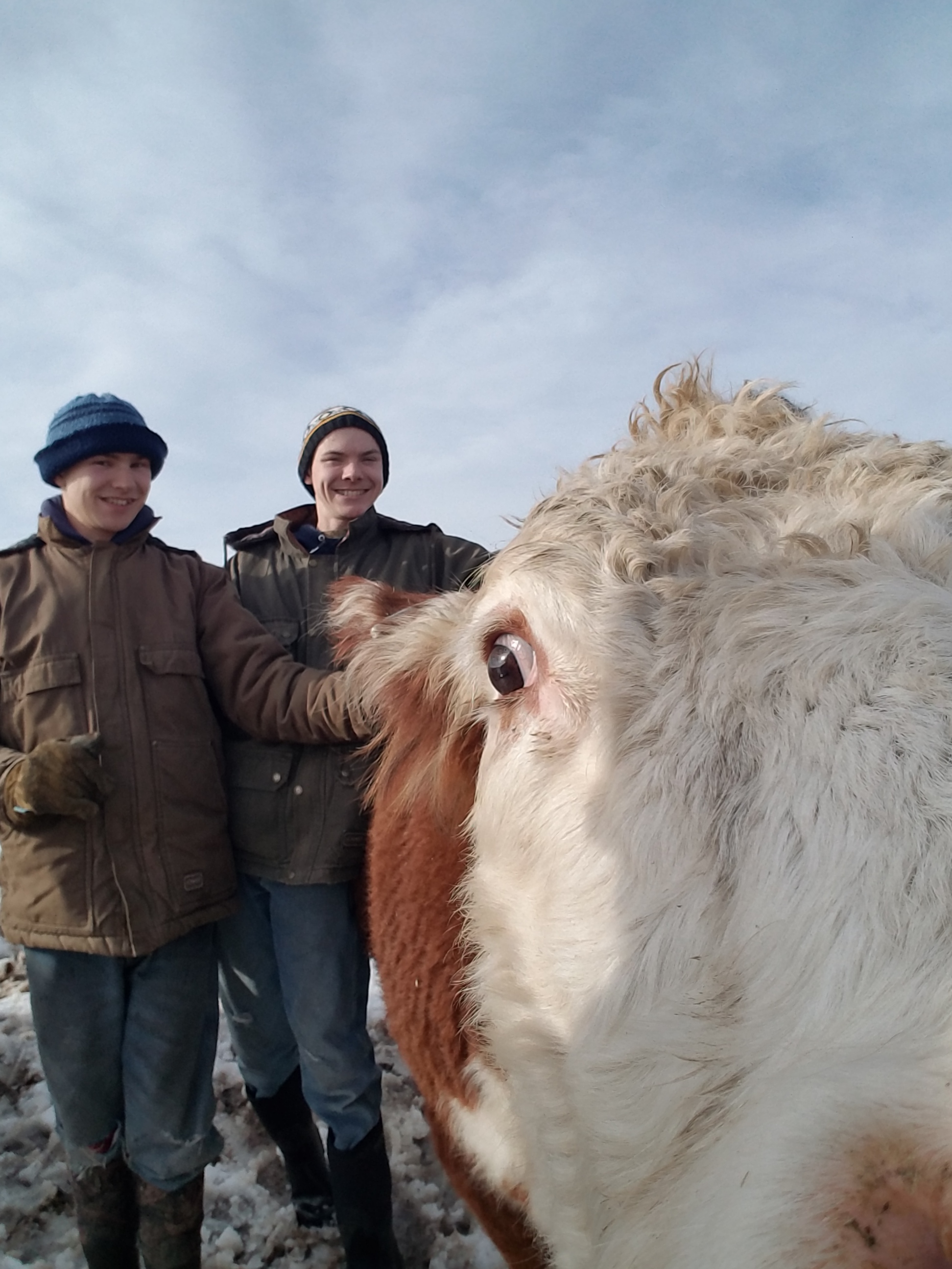 when cows take selfies – HR hobo